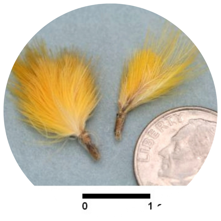 ‘Ahu‘ula of King Kamehameha I – Hawaii Alive