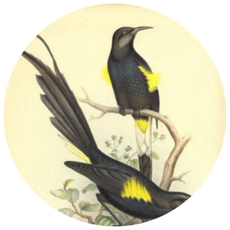 ‘Ahu‘ula of King Kamehameha I – Hawaii Alive